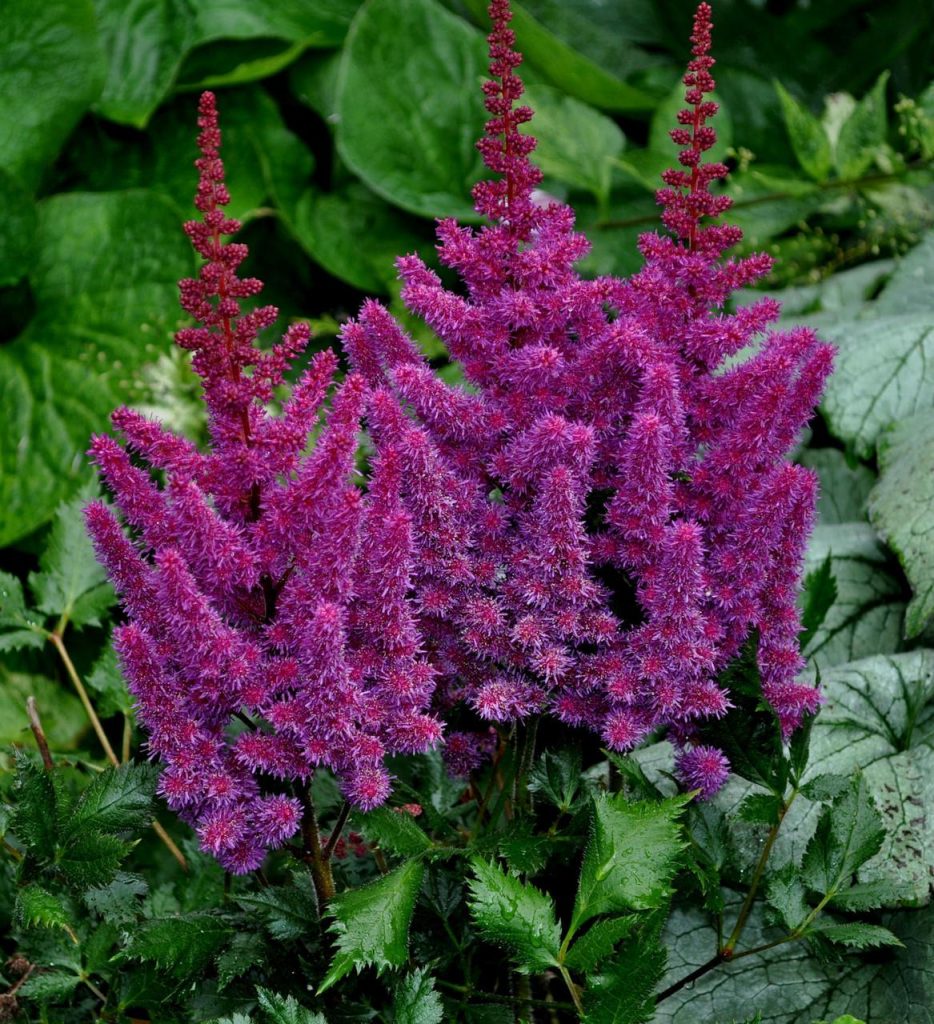 Despre bivolul african (taurul bivol): cum arată, cât cântărește, cum ...