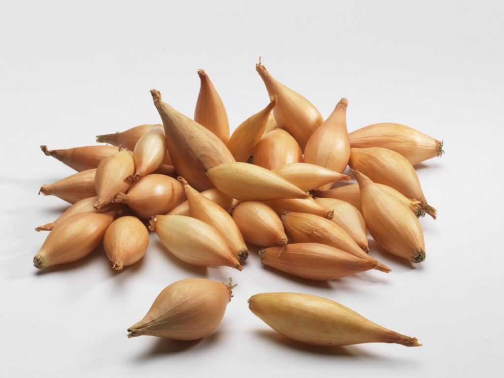 Despre trandafirul Lady Emma Hamilton: descriere și caracteristici ...