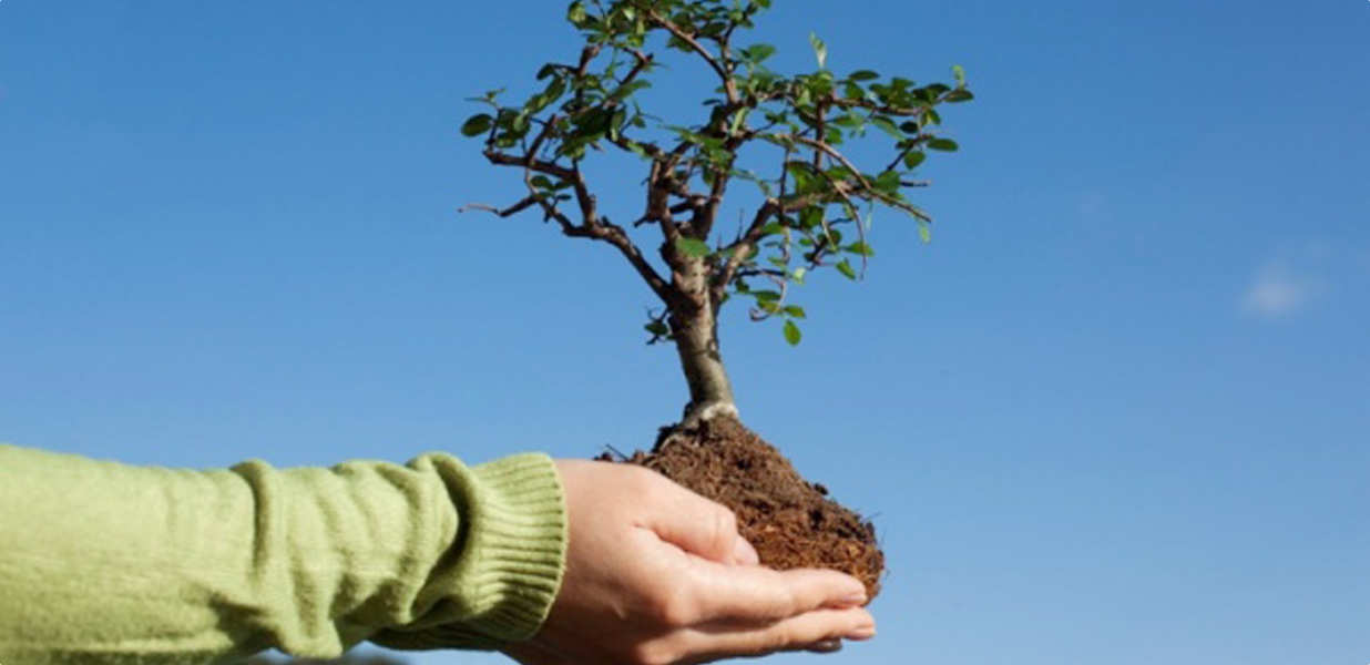 Despre trandafirul Prince Jardinier: descrierea și caracteristicile ...